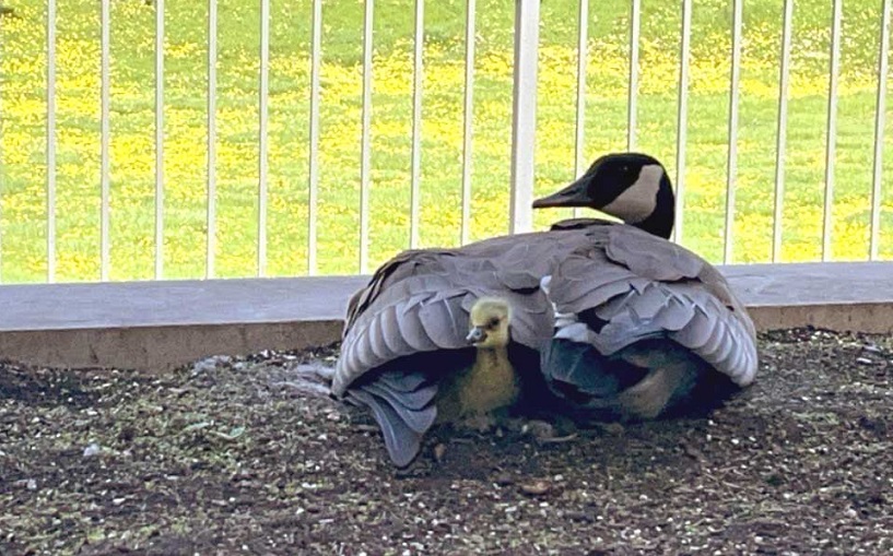 Watch Whitby's Mother Goose move on with her 5 goslings - Durham Post
